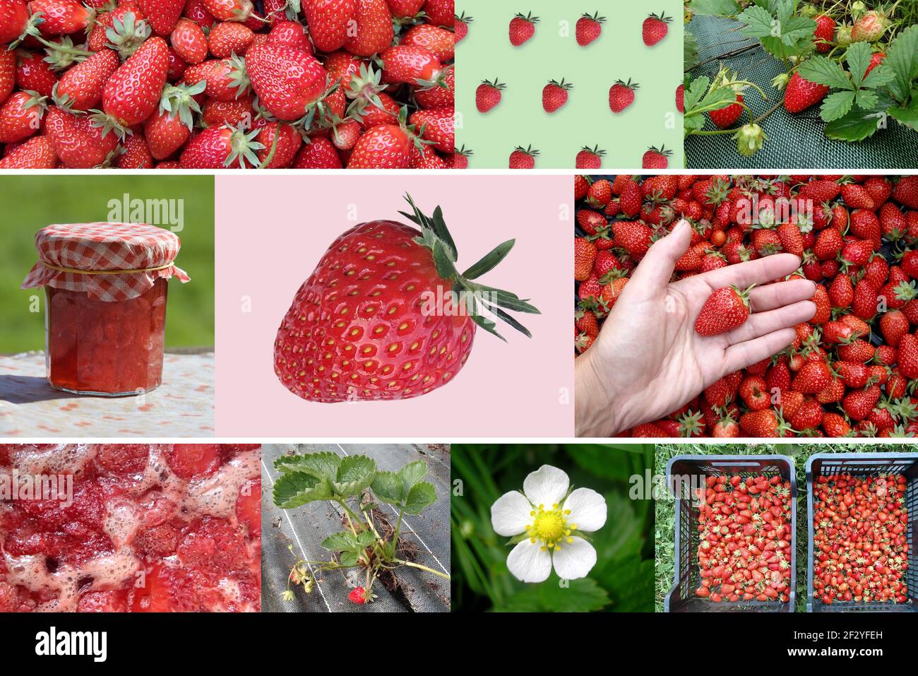 Collage of Fresh Organic Strawberries and plants - Photo-montage Stock ...