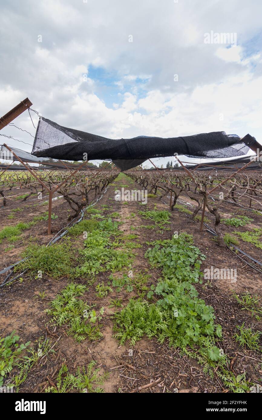 Rows of grape trees without leaves in the middle of winter, in a ...