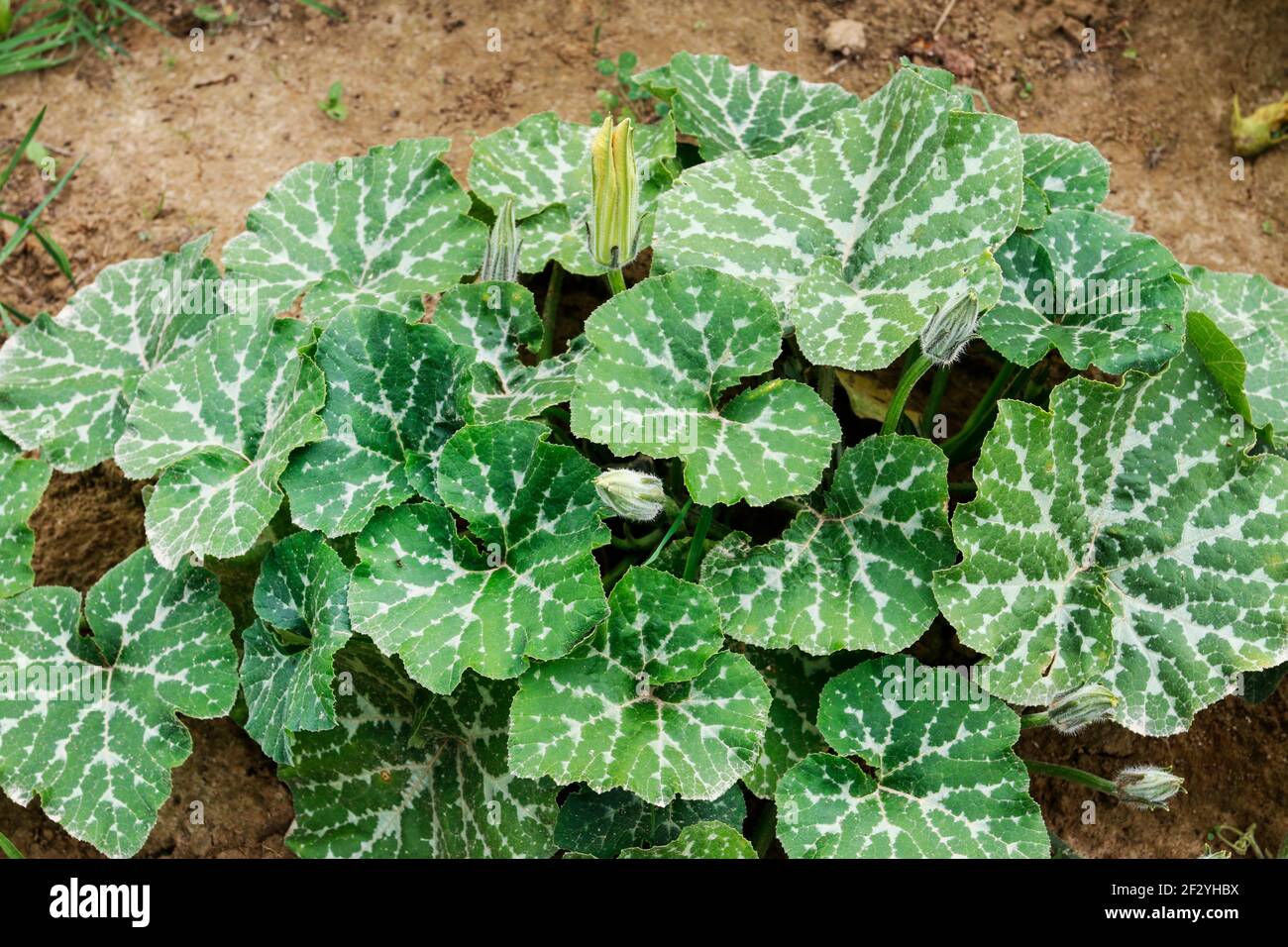 Blooming pumpkin flowers, agricultural field with growing plants Stock ...