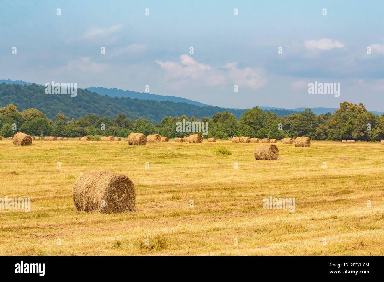 A field with round haystacks after harvest. Yellow juicy color, summer ...