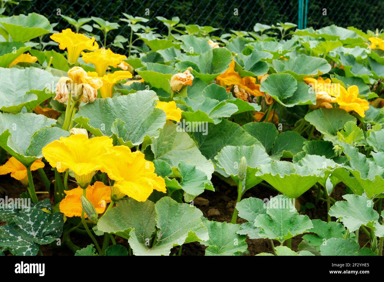 Blooming pumpkin flowers, agricultural field with growing plants Stock ...