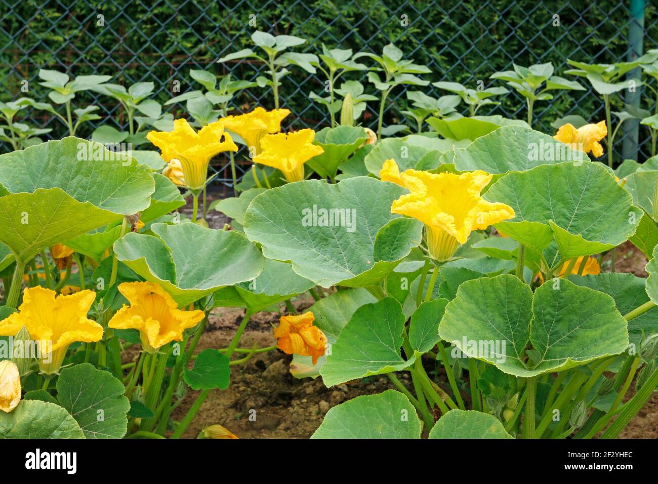 Blooming pumpkin flowers, agricultural field with growing plants Stock ...