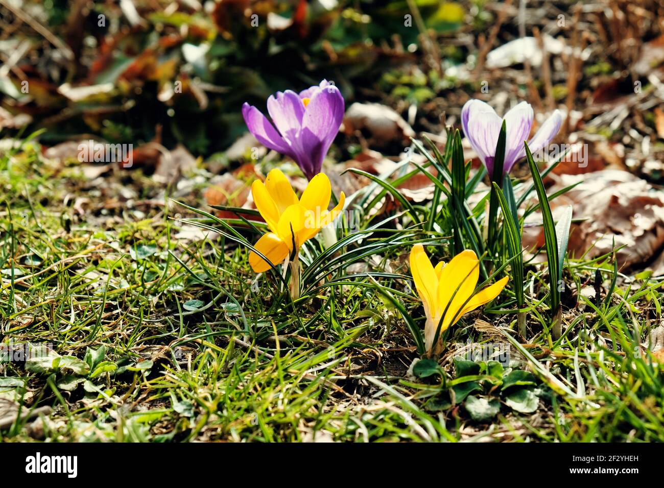 Spring messengers hi-res stock photography and images - Alamy