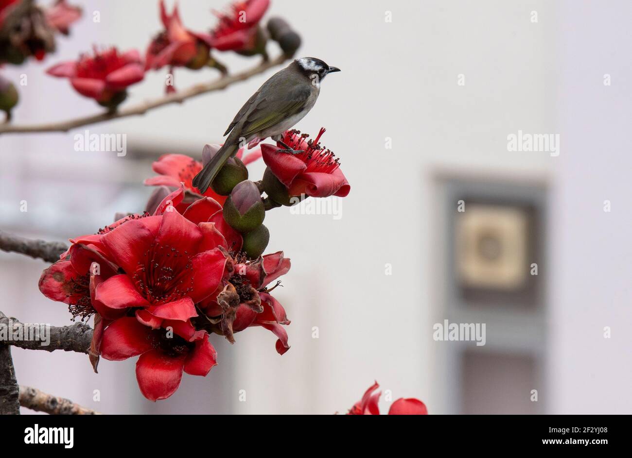 Kapok bloom hi-res stock photography and images - Alamy