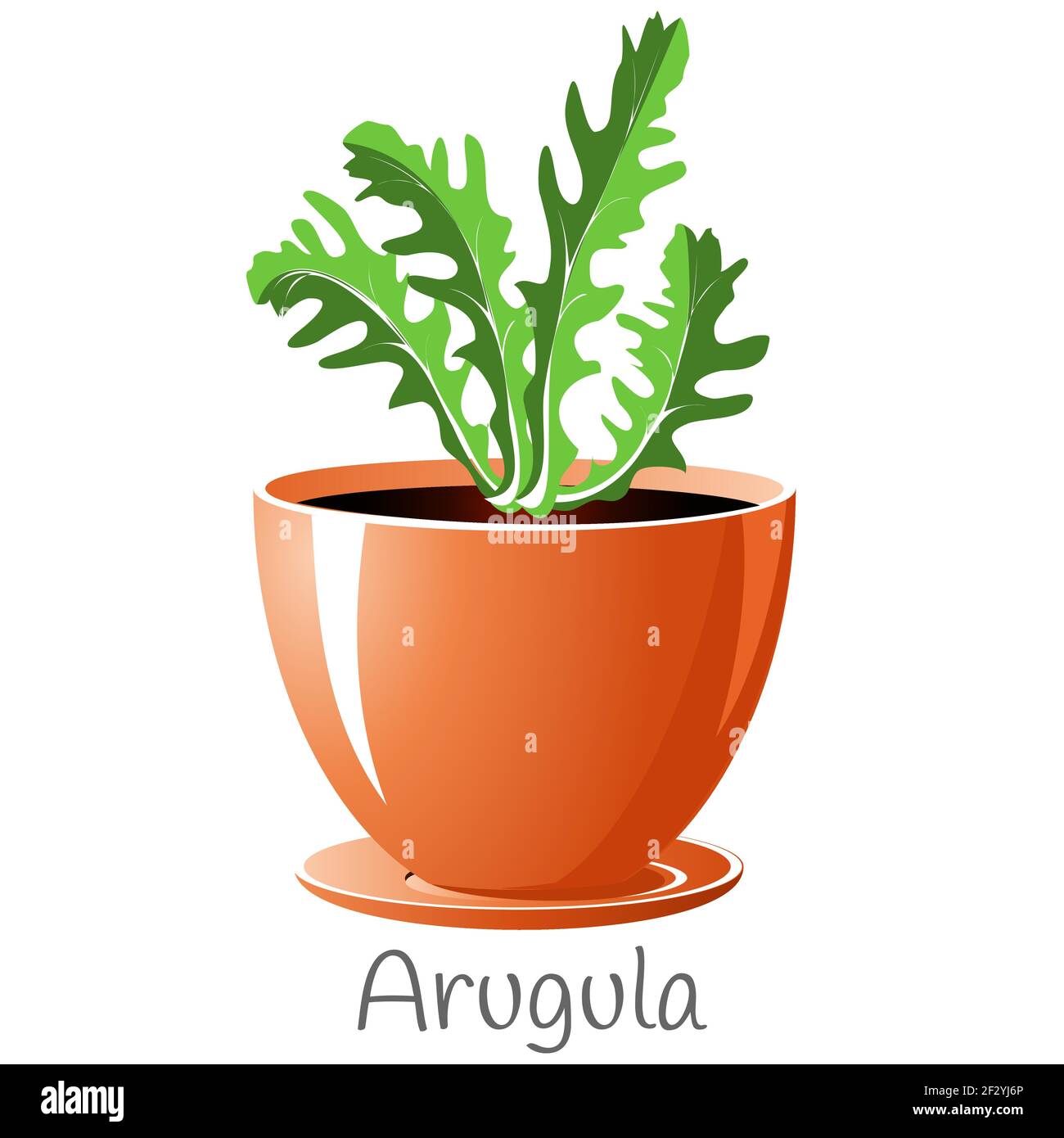 Arugula in pot Stock Vector Images - Alamy
