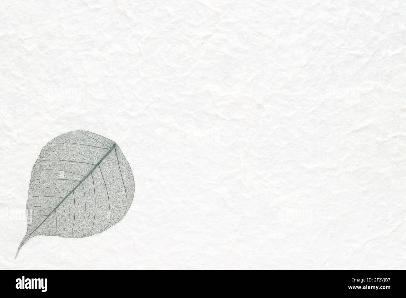 handmade rice paper with green skeleton leaf pressed Stock Photo - Alamy