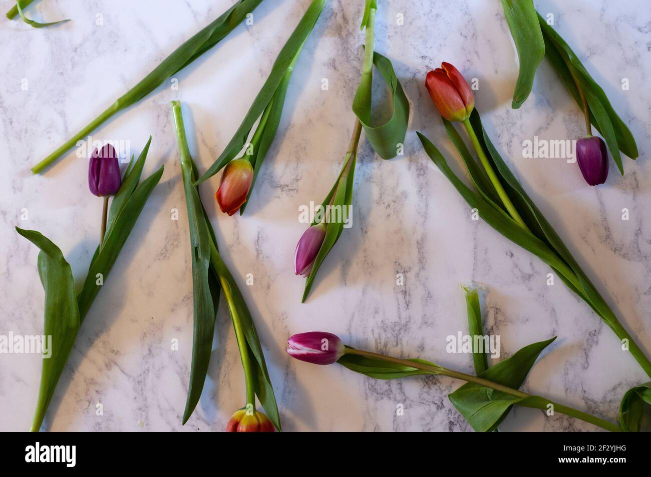 Scattered buds hi-res stock photography and images - Alamy