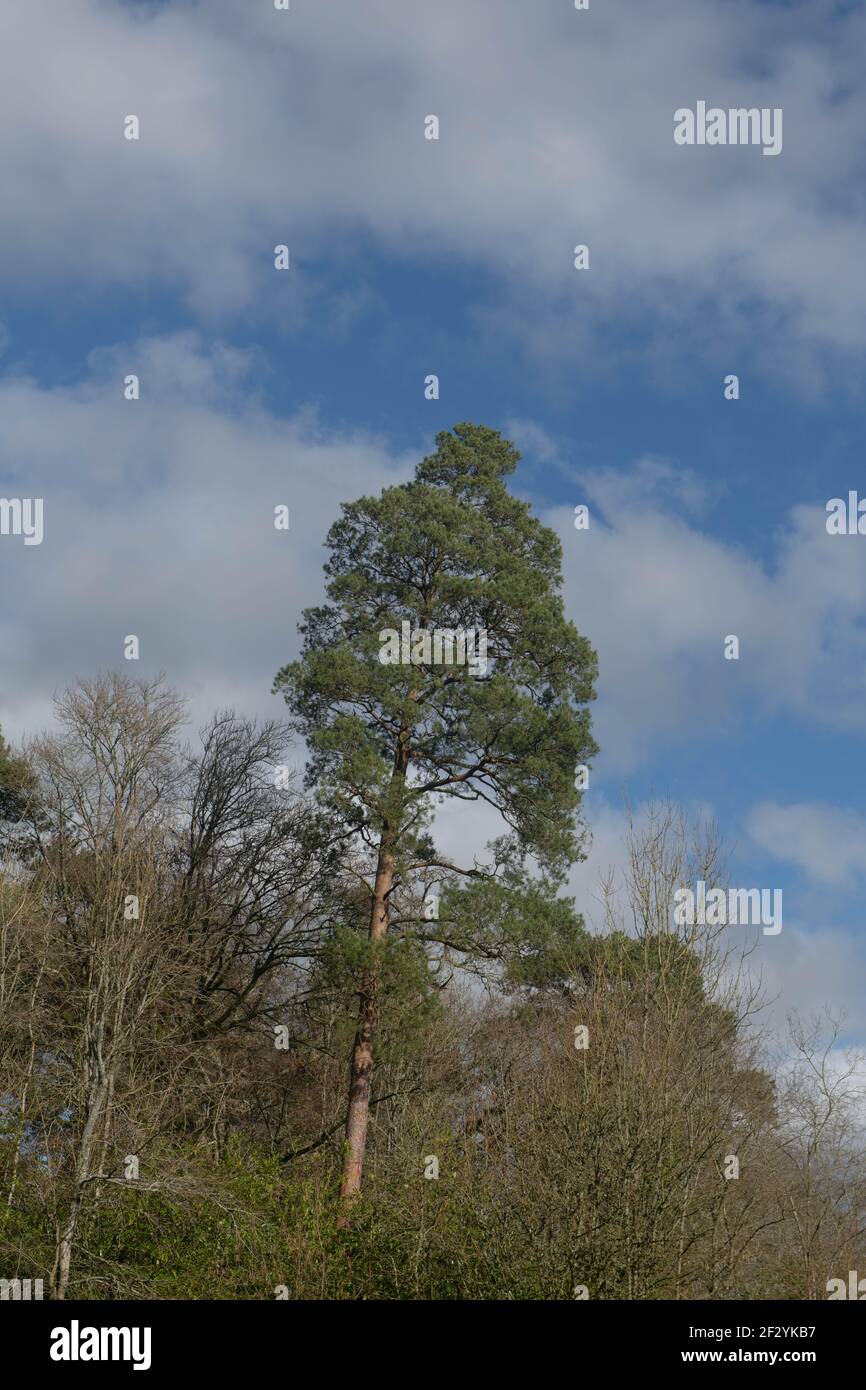 Old scots pinus sylvestris hi-res stock photography and images - Alamy