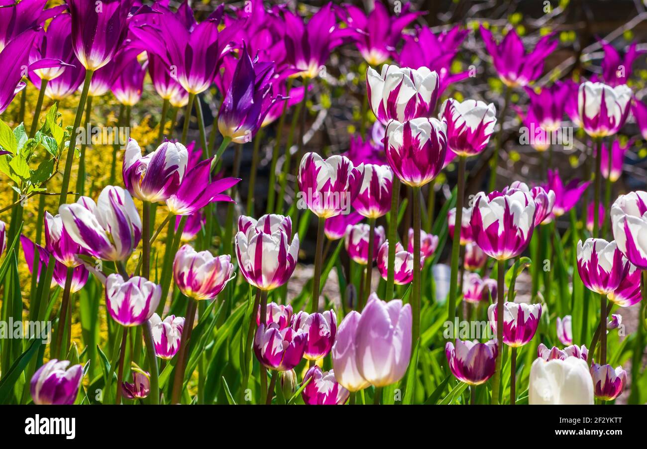 Tulipa purple tower hi-res stock photography and images - Alamy