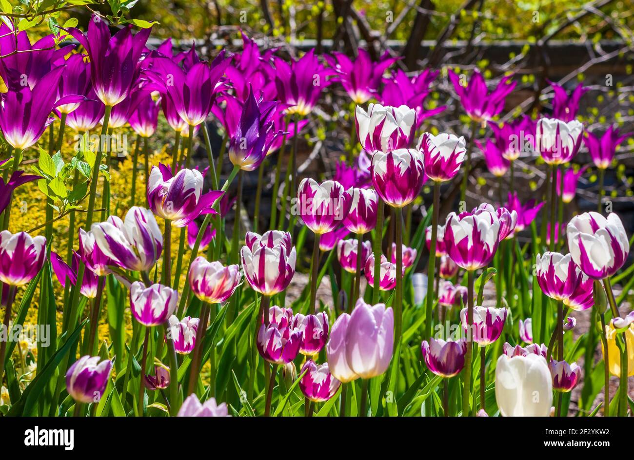 Field of tulips: Tulipa ‘Rem’s Favorite’ (Triumph Tulip), Tulipa ...