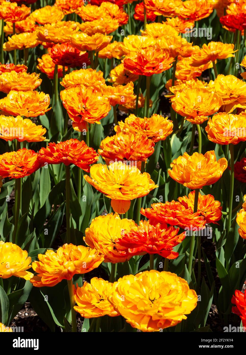 Cretaceous Tulip (Tulipa 'Cretaceous') - golden double late tulips with ...