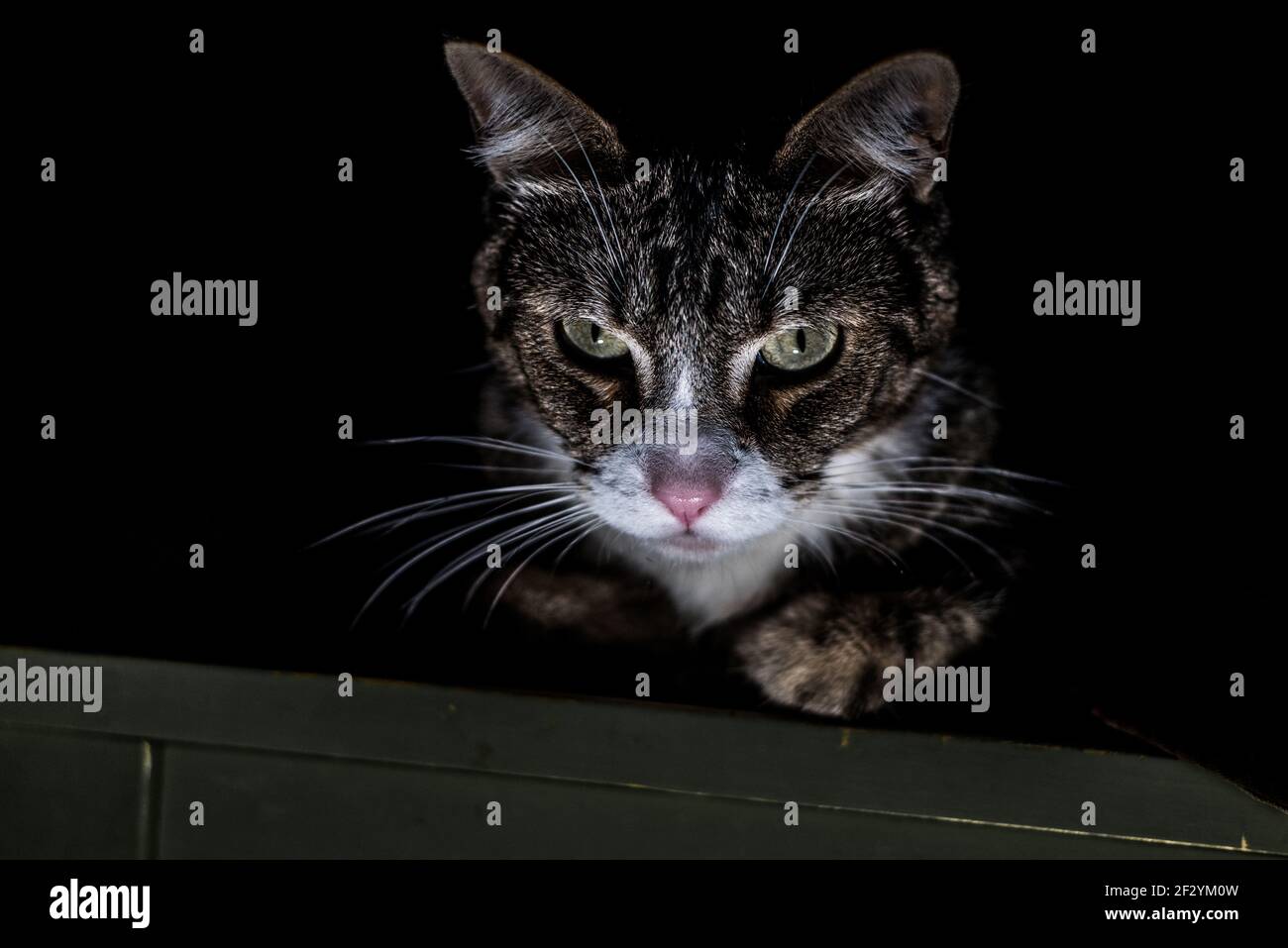 Dramatic lighting portrait cat hi-res stock photography and images - Alamy