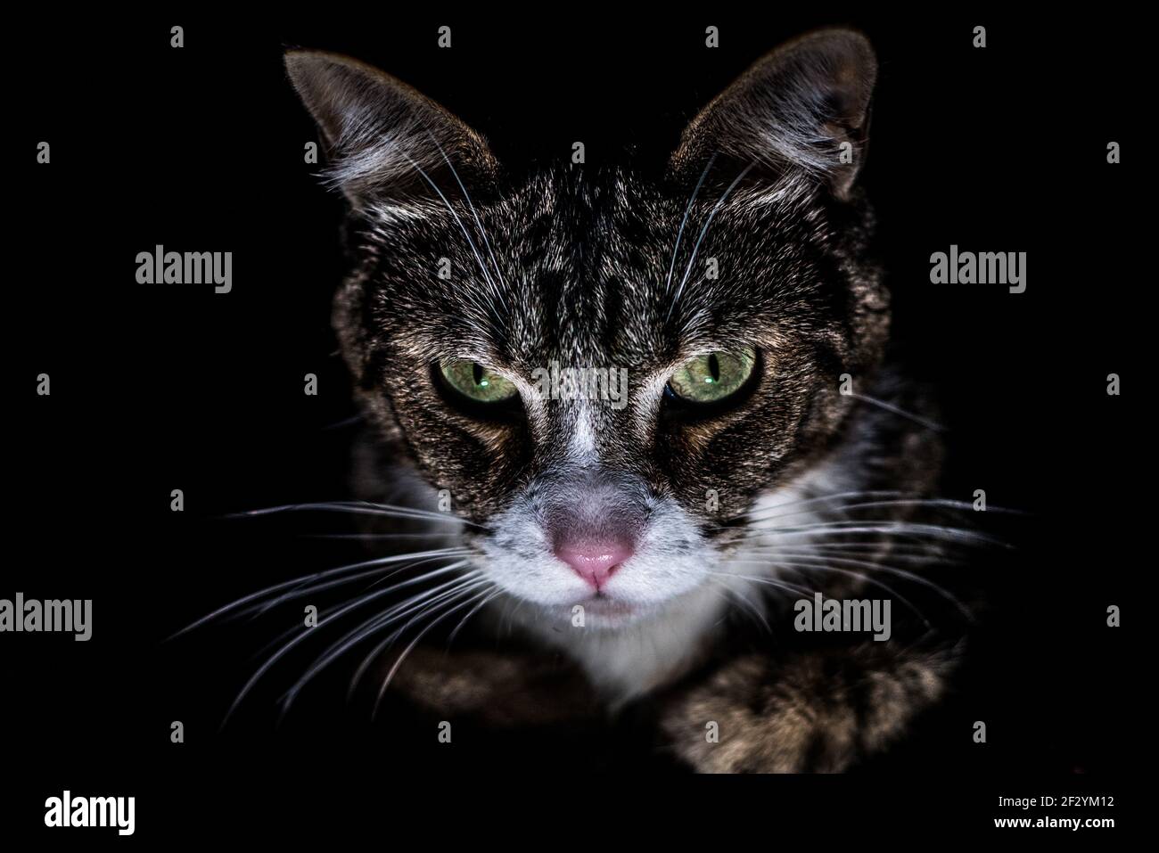 Dramatic lighting portrait cat hi-res stock photography and images - Alamy