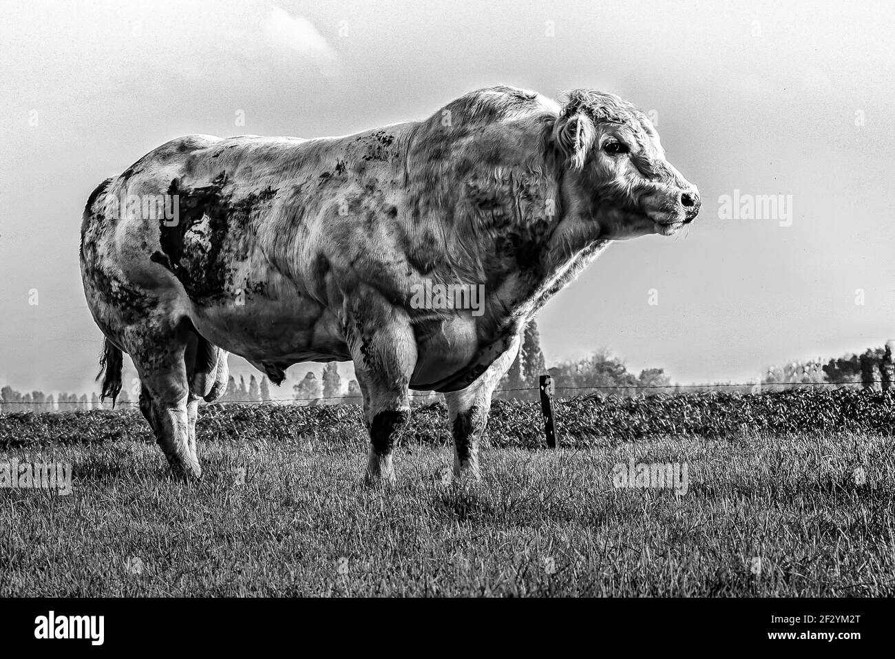 A grayscale shot of a cow in a meadow Stock Photo - Alamy