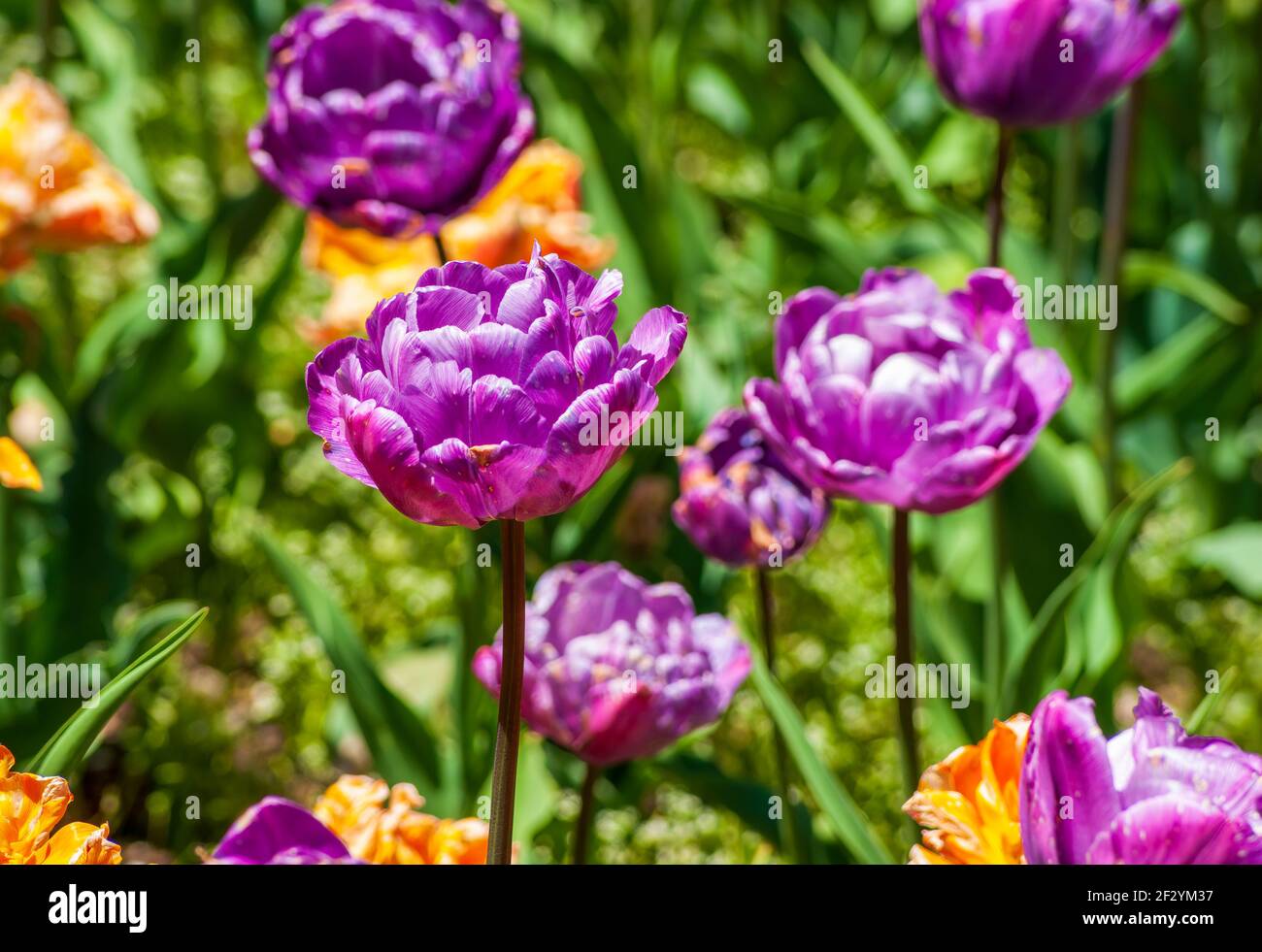 Botanic spectacle hi-res stock photography and images - Alamy