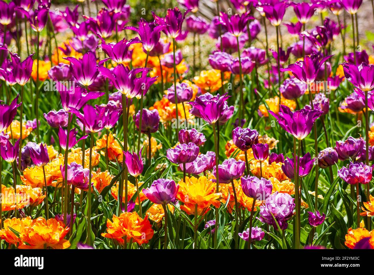 Flowering plants cretaceous hi-res stock photography and images - Alamy