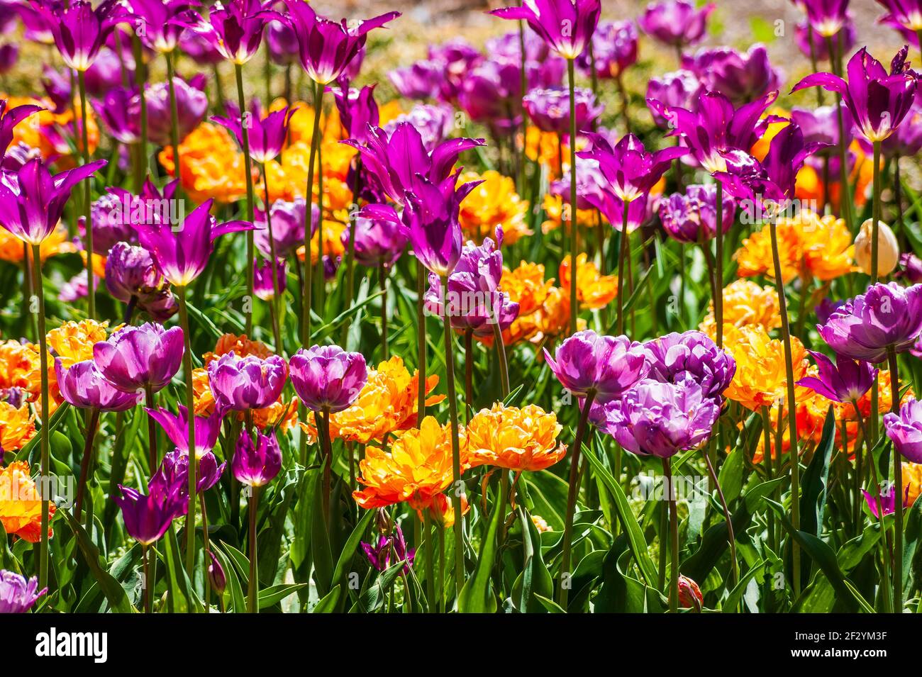 Flowering plants cretaceous hi-res stock photography and images - Alamy