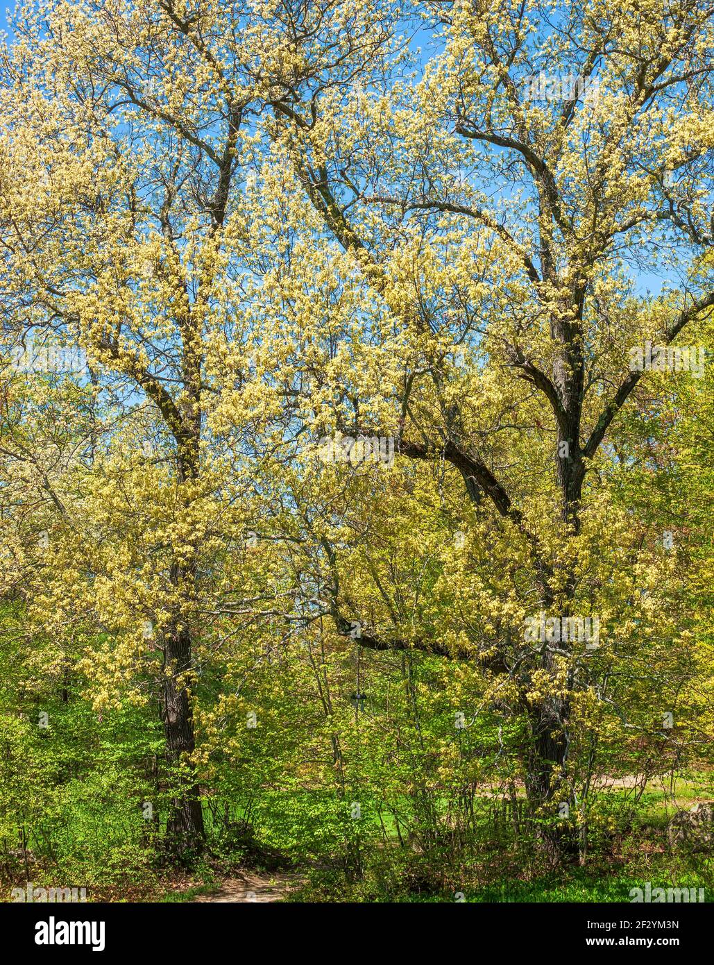 Two oak trees (Quercus sp) by a trail, full of new growth, bright green ...