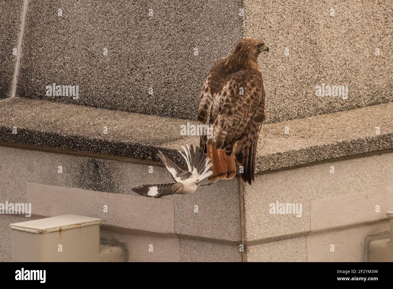 A red tailed hawk (Buteo jamaicensis) getting mobbed by a northern ...