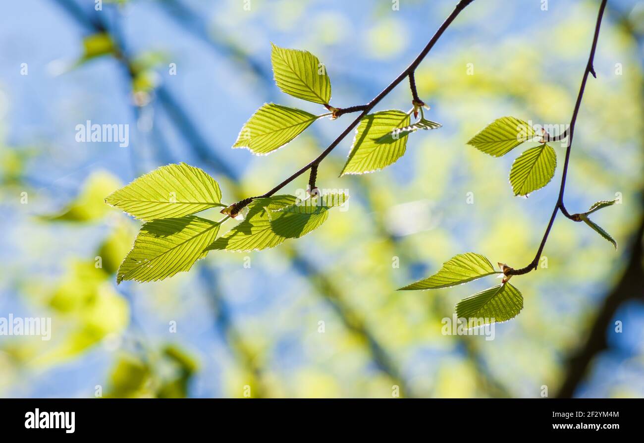 Sweet birch (Betula lenta). New spring leaves burst into life. New ...