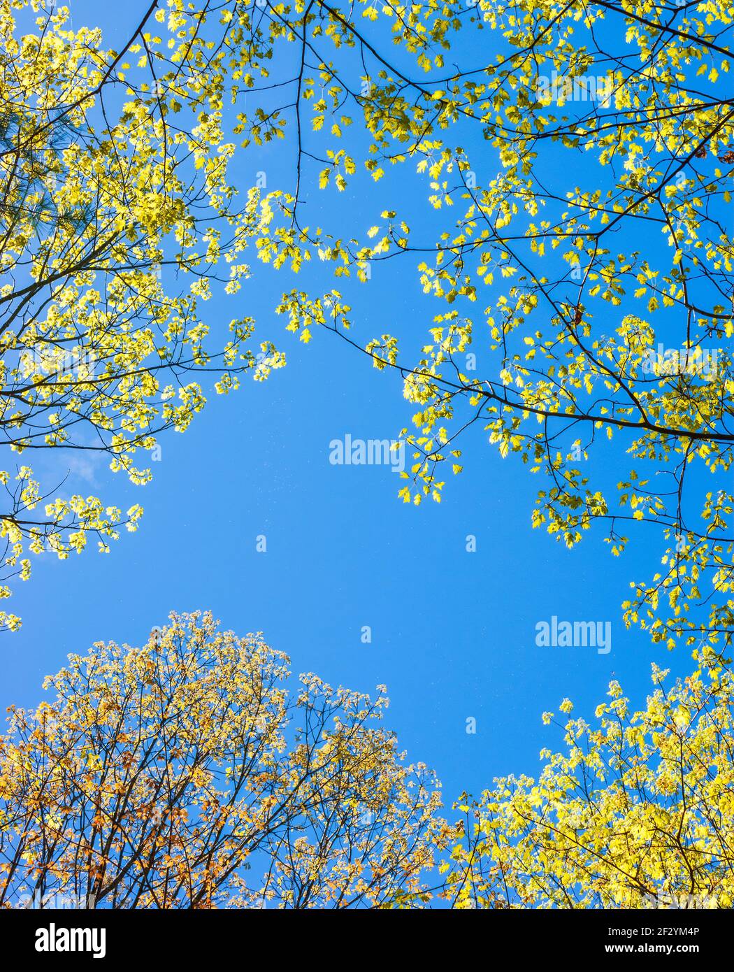 Canopy of trees. Spring leaves in bright colors. Northern red oak ...