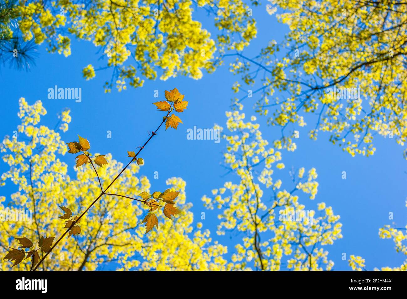 Canopy of trees. Spring leaves in bright colors. Northern red oak ...