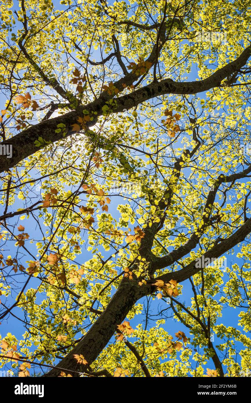 Canopy of trees. Spring leaves in bright colors. Northern red oak ...