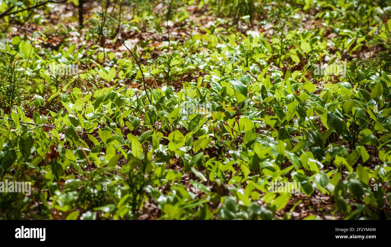 Canada mayflower (Maianthemum canadense). Carpet of understory plants ...