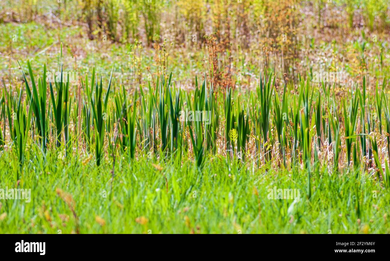 Strap shaped leaves hi-res stock photography and images - Alamy