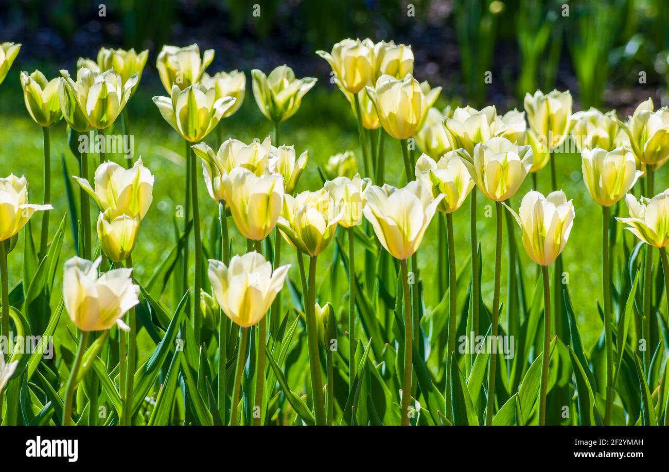 Tulipa ‘Spring Green’ (Viridiflora Tulip) - ivory-white flowers with ...
