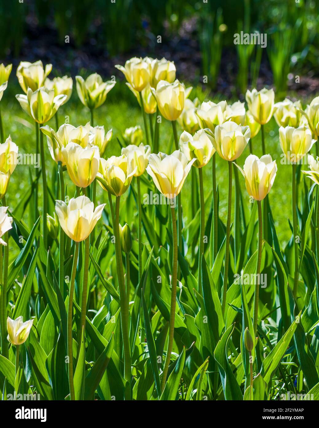 Viridiflora tulips hi-res stock photography and images - Alamy