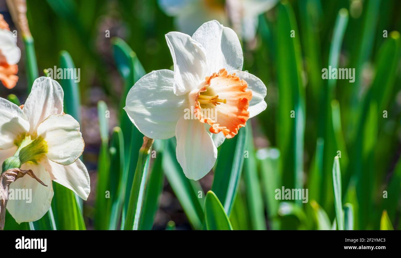 Cupped ivory flowers hi-res stock photography and images - Alamy