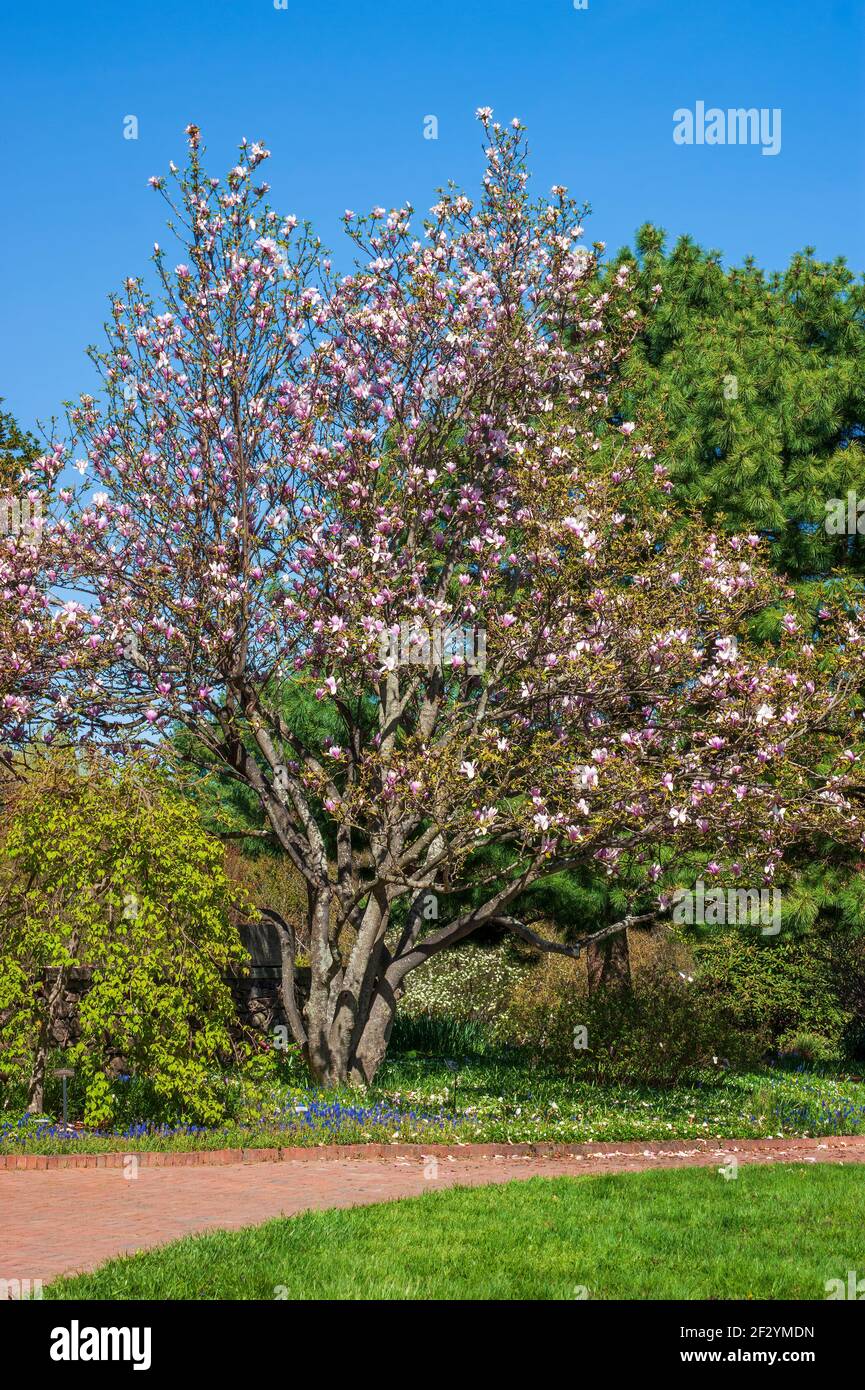 Magnolia × soulangeana (Saucer Magnolia) - small tree with goblet ...