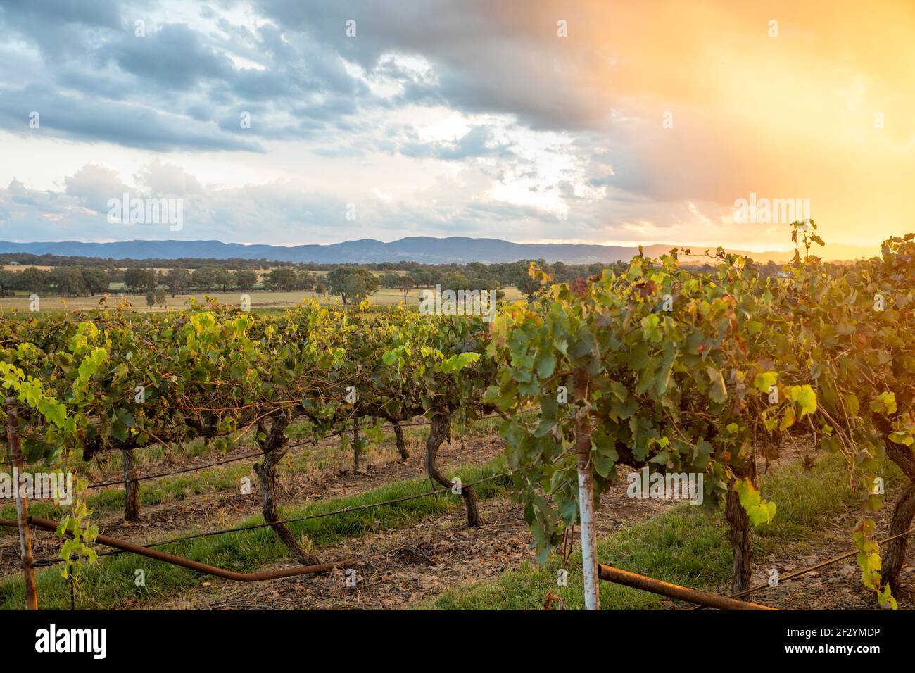 Australian rural sunset hi-res stock photography and images - Alamy