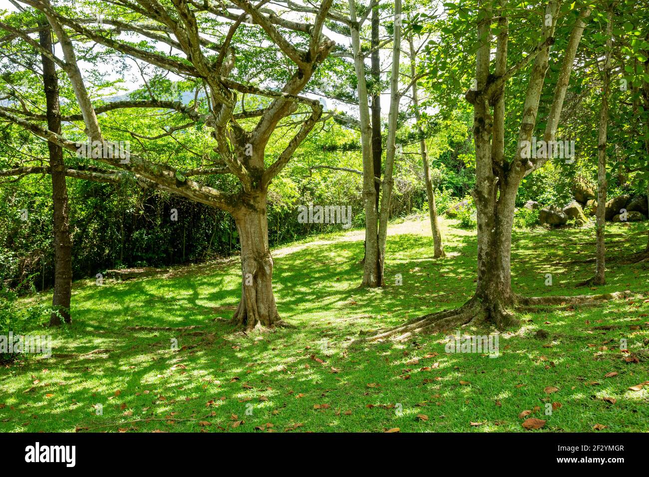 Trees in natural park hi-res stock photography and images - Alamy