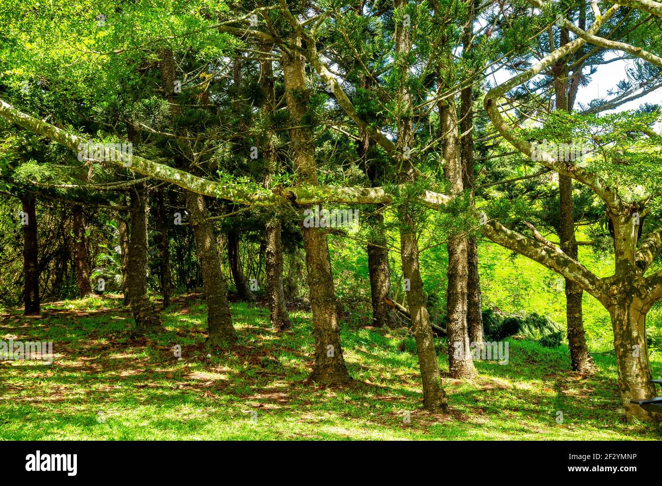 Trees in natural park in Mauritius Stock Photo - Alamy