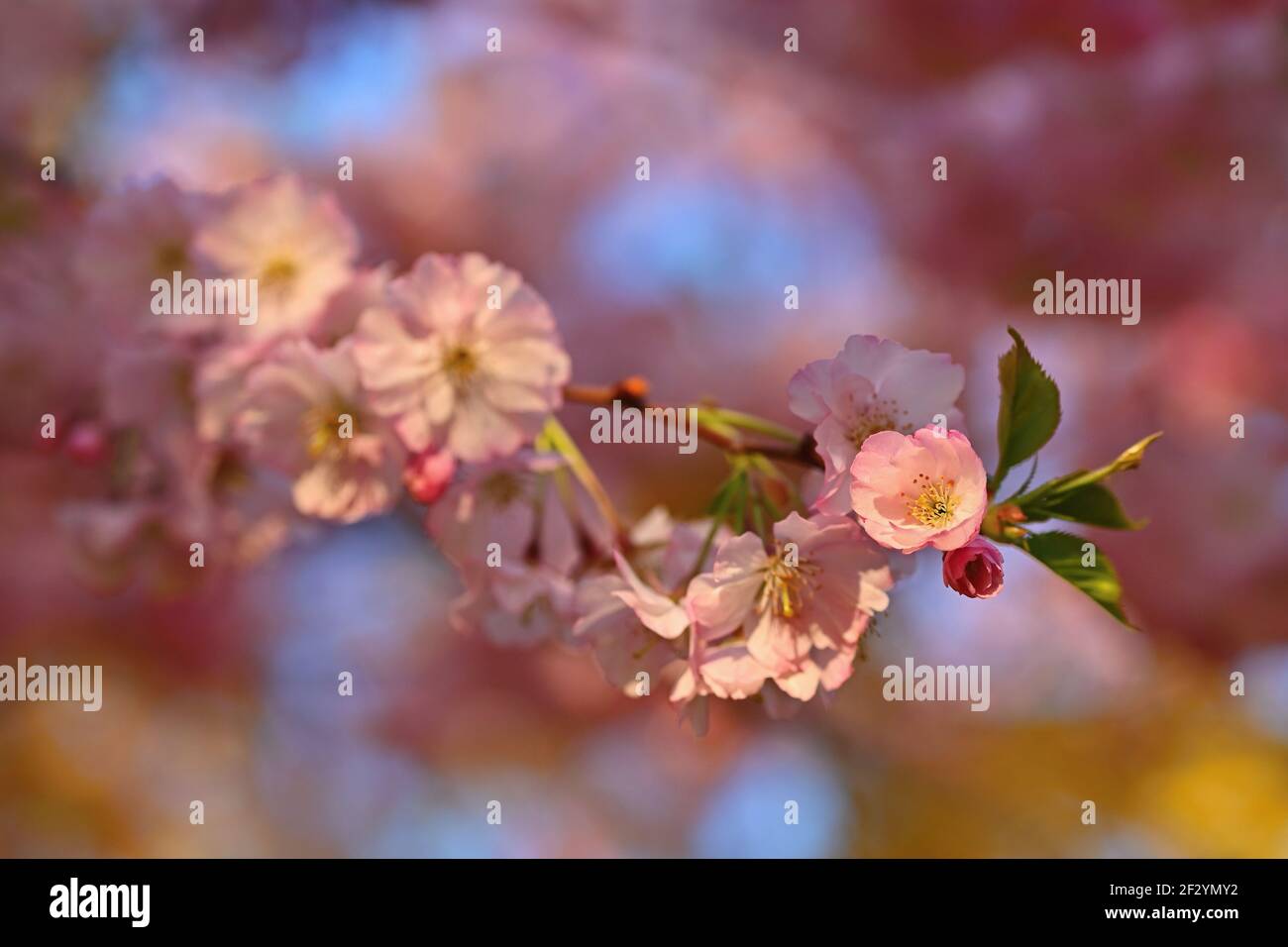 Spring background. Beautiful flowering tree with natural colors Stock ...