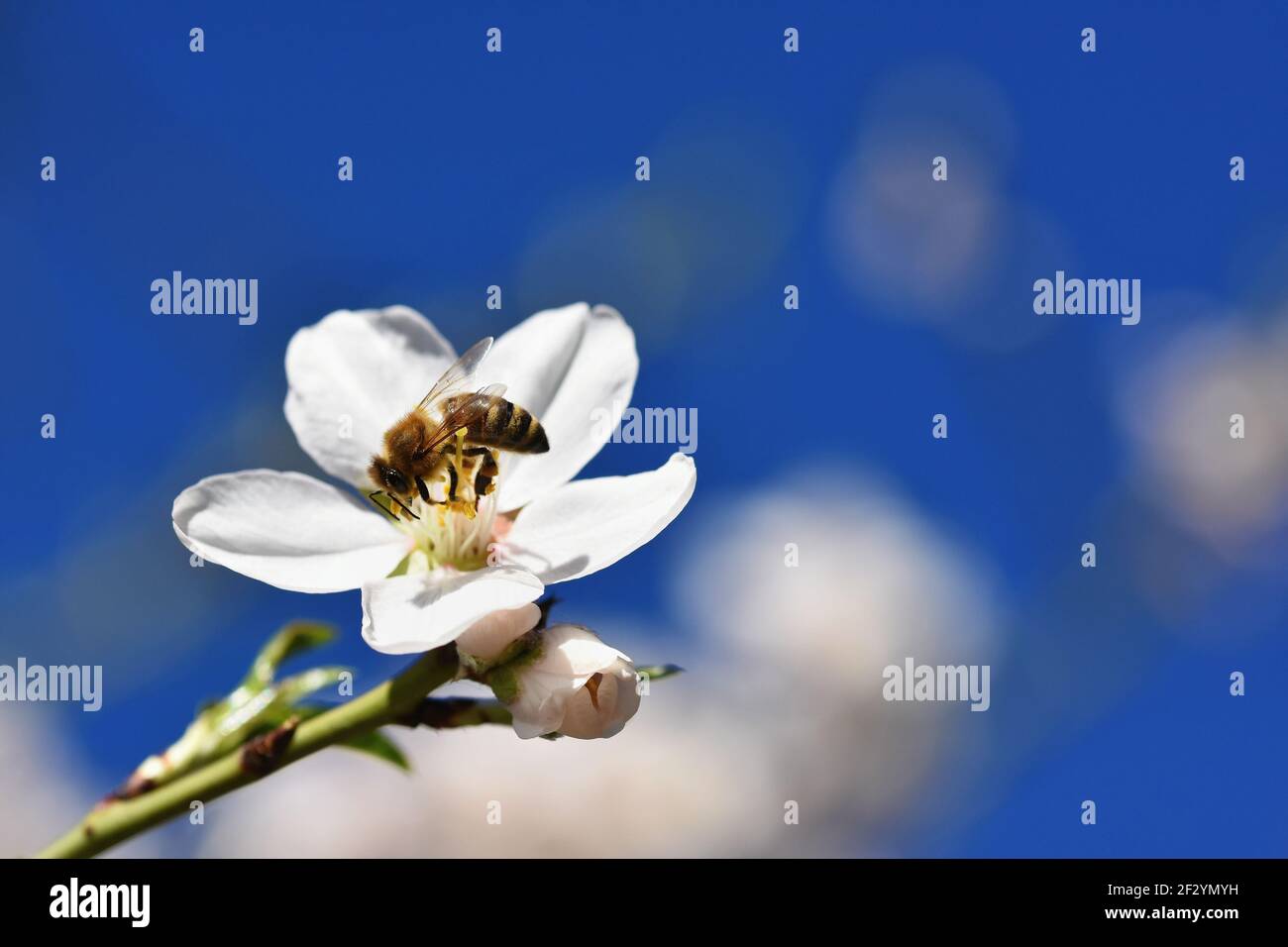Japanese almond tree hi-res stock photography and images - Alamy