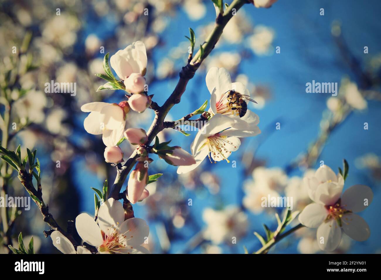 Japanese almond tree hi-res stock photography and images - Alamy