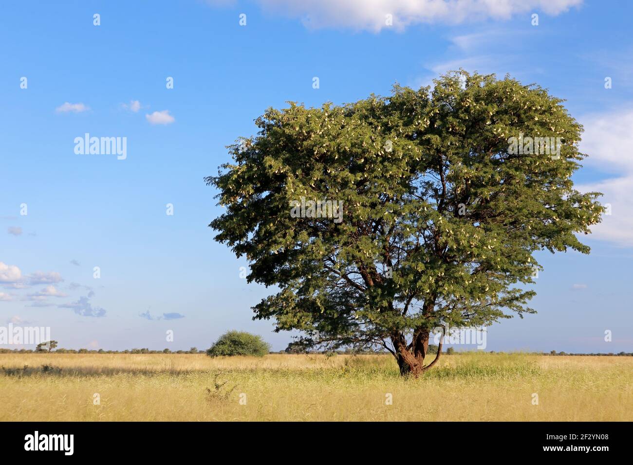 African camel-thorn tree (Vachellia erioloba) in grassland, South ...