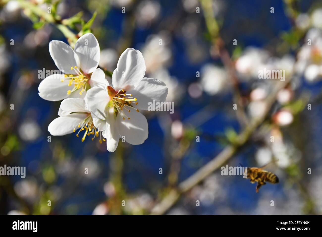 Japanese almond tree hi-res stock photography and images - Alamy