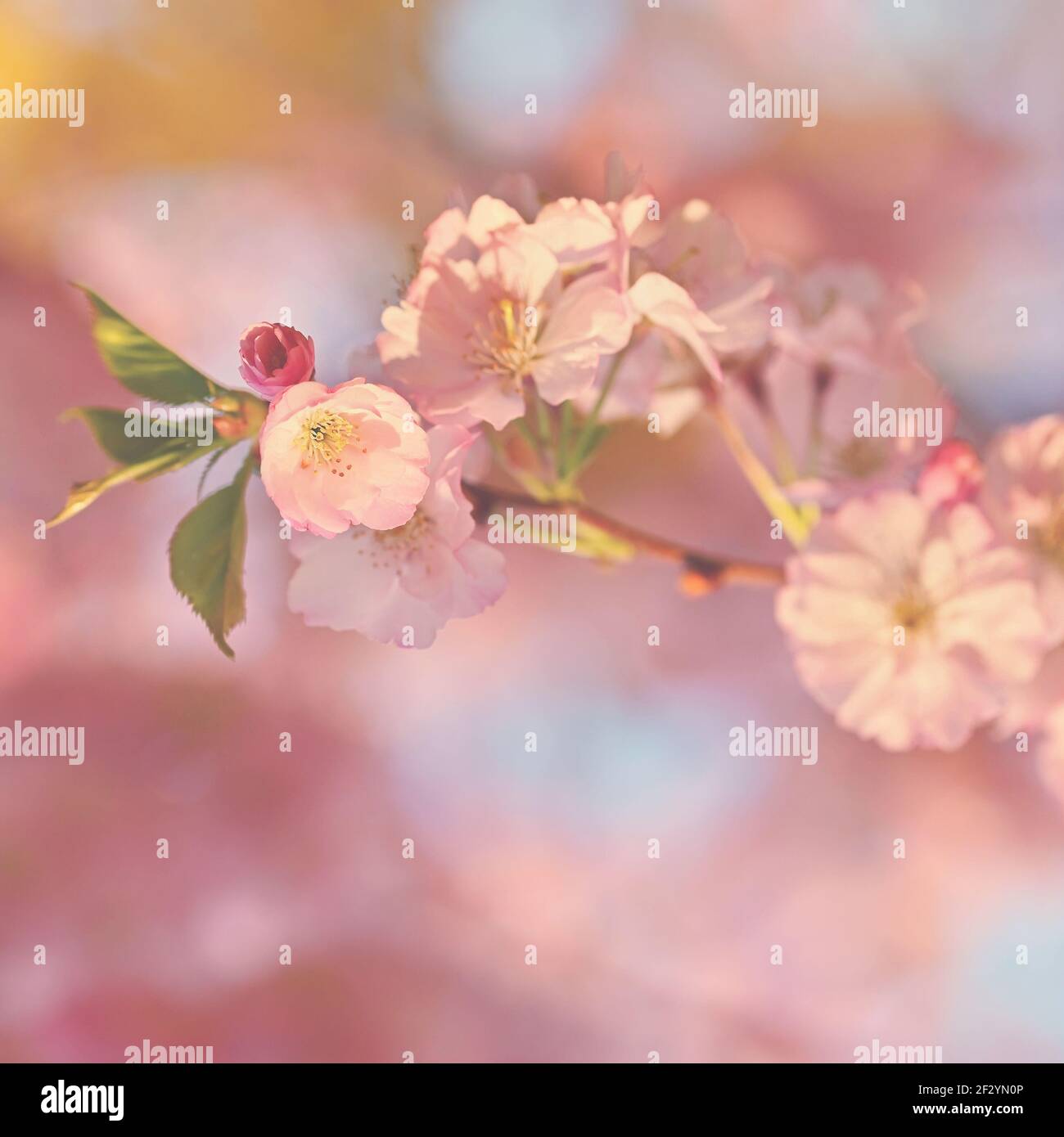 Spring background. Beautiful flowering tree with natural colors Stock ...
