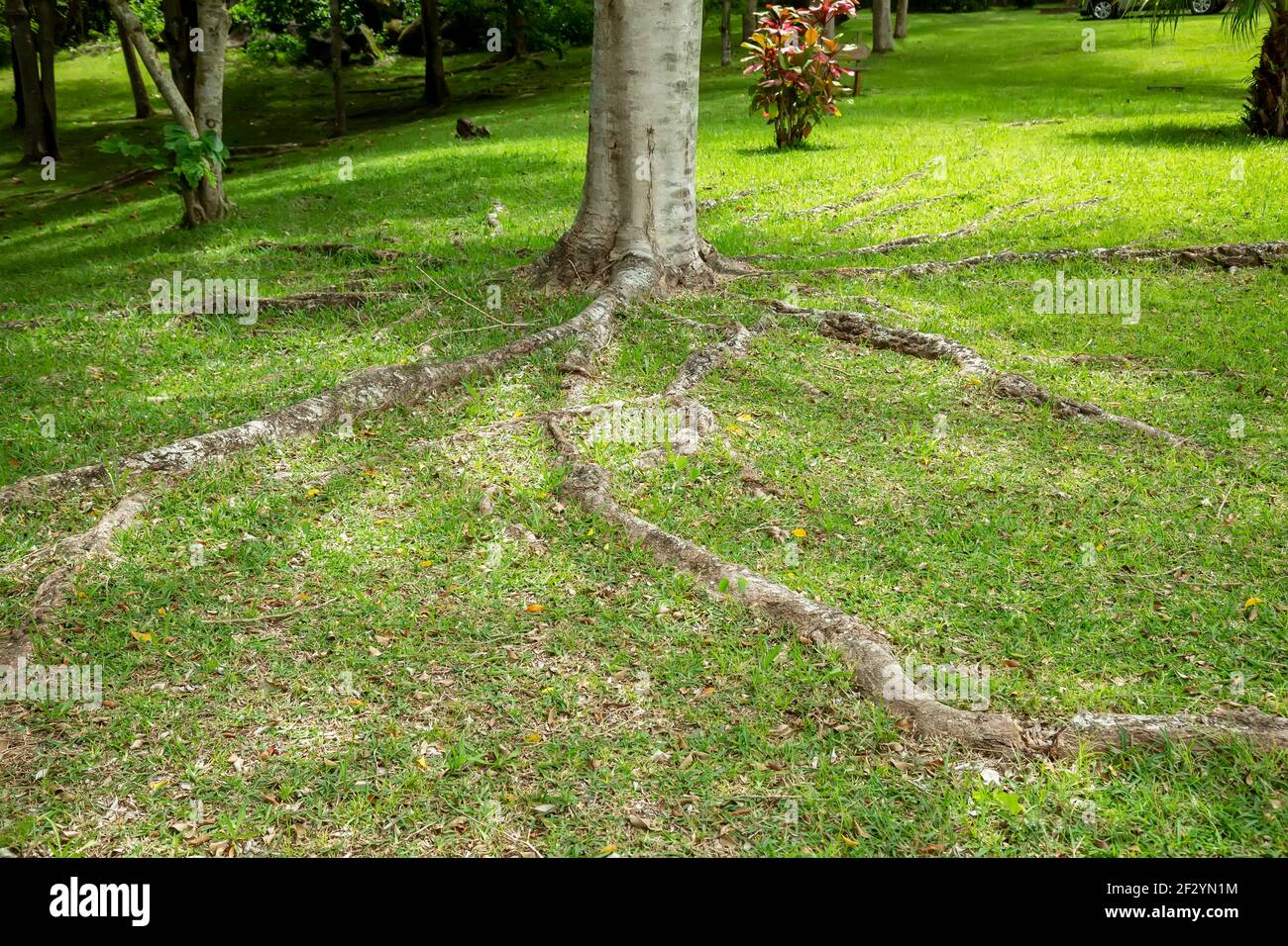Tree roots image hi-res stock photography and images - Alamy