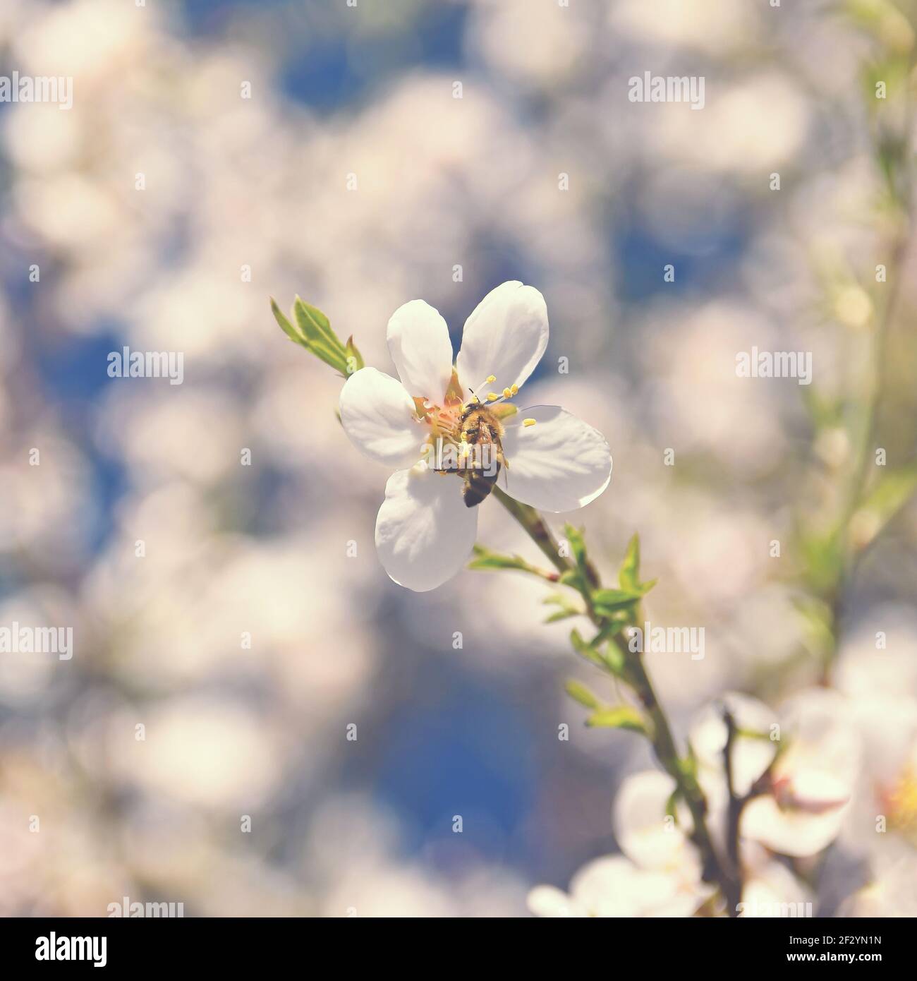 Japanese almond tree hi-res stock photography and images - Alamy