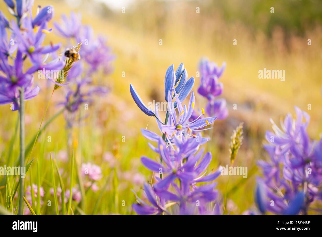 bee flying amongst wildflower camas Stock Photo - Alamy