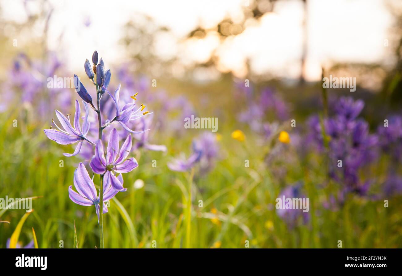 close up of a wildflower field of camas Stock Photo - Alamy