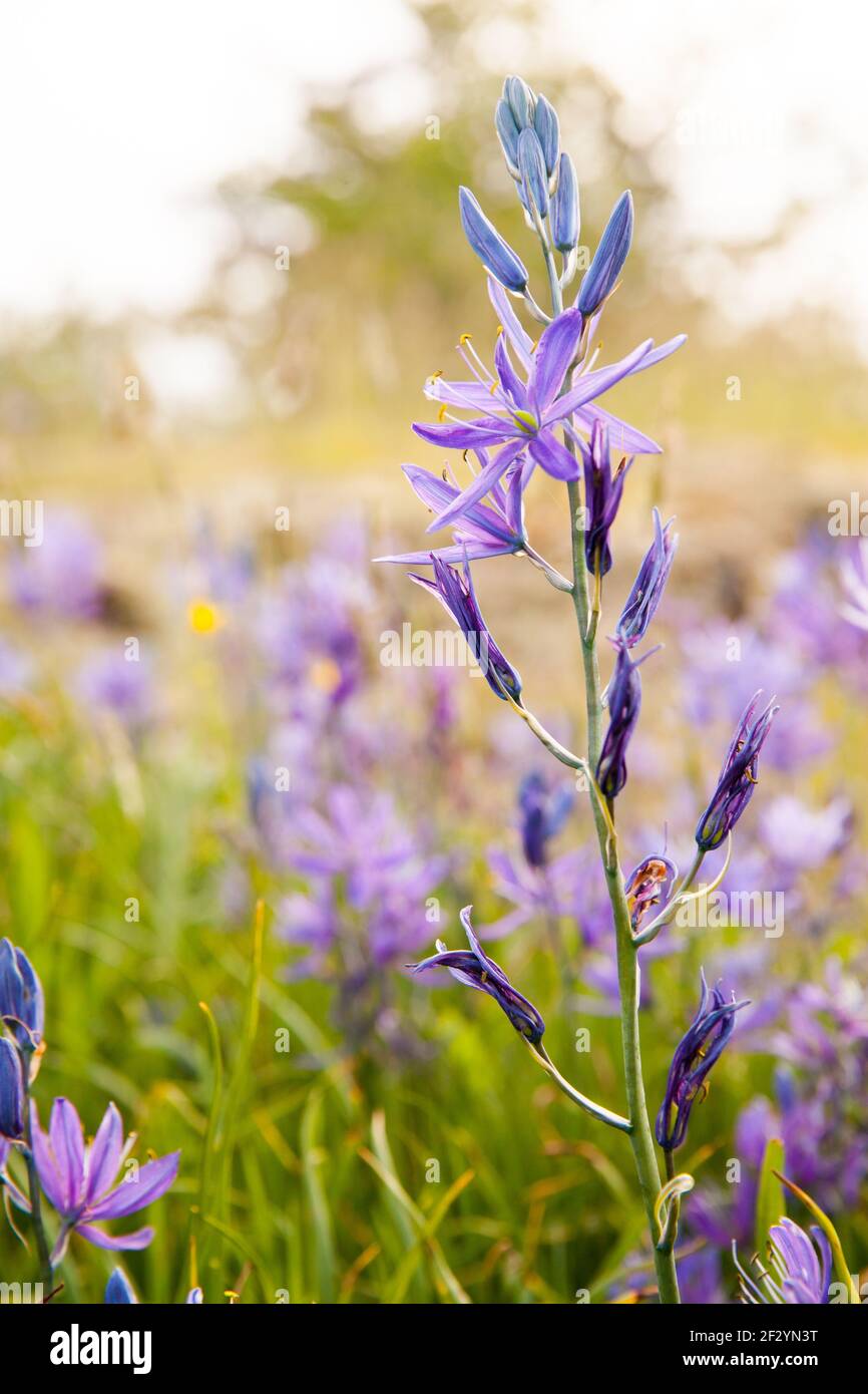 close up of a wildflower field of camas Stock Photo - Alamy