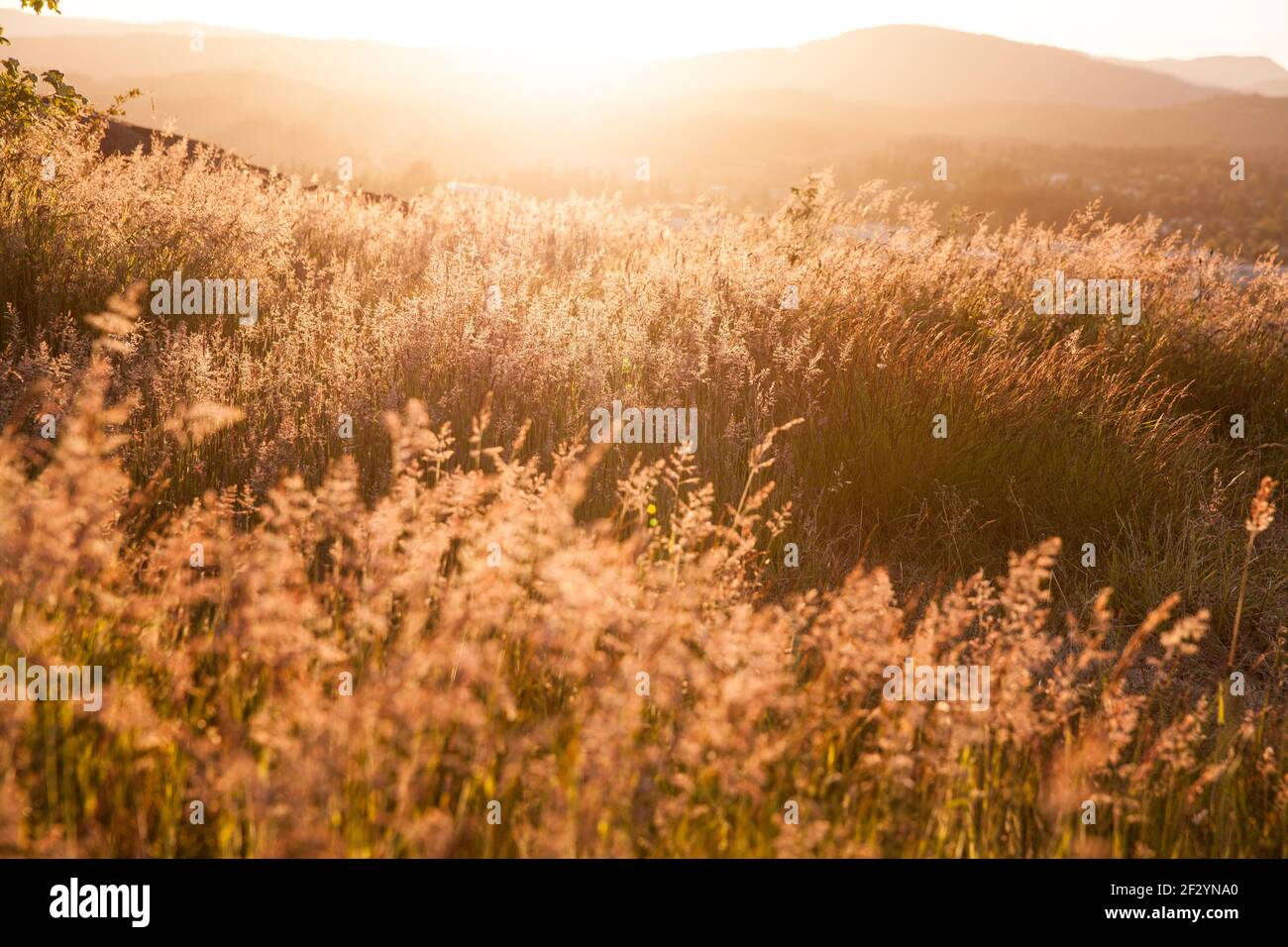 sunset over an overgrown grassy hill Stock Photo - Alamy