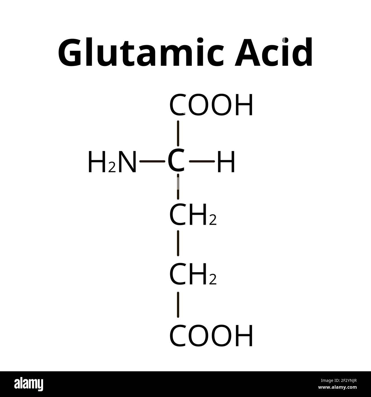 Glutamate Amino Acid