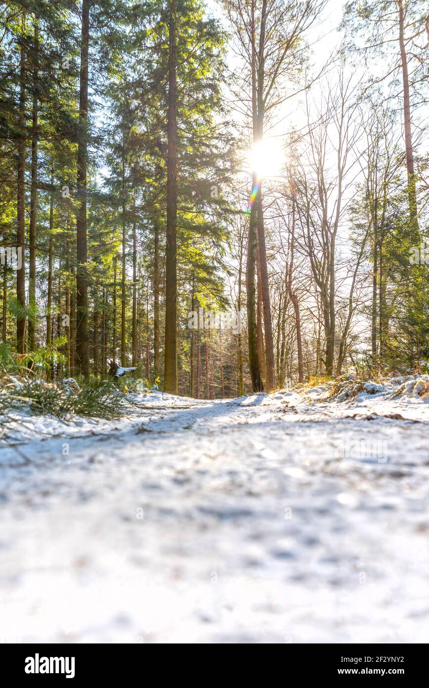 Snow-covered forest path in direct backlight in winter with pine trees Stock Photo - Alamy